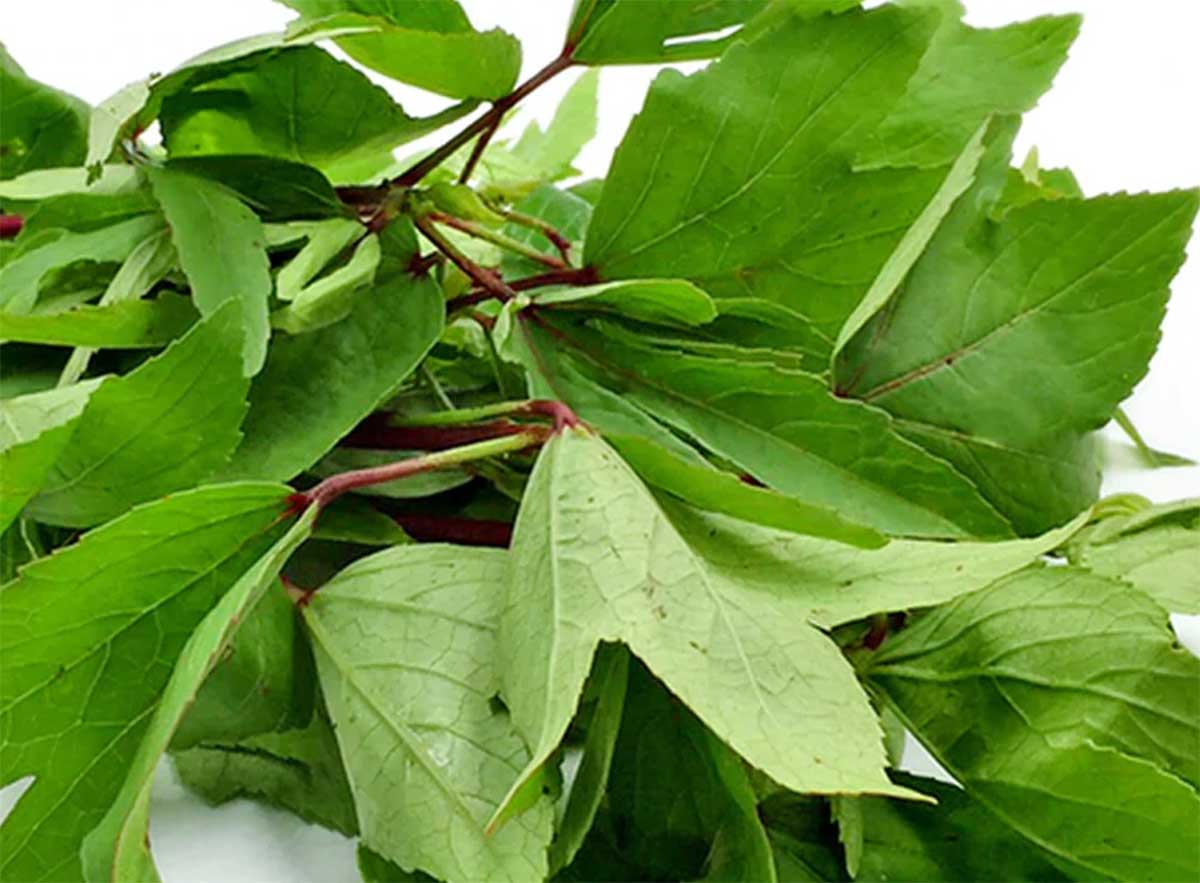 gongura