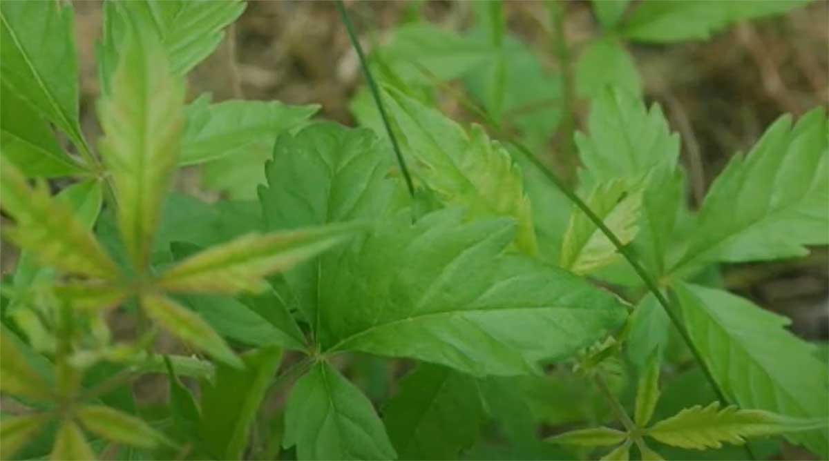 Vavilaku : శ‌రీరంలోని అన్ని ర‌కాల నొప్పులు, వాపుల‌కు ప‌నిచేసే వావిలి ...