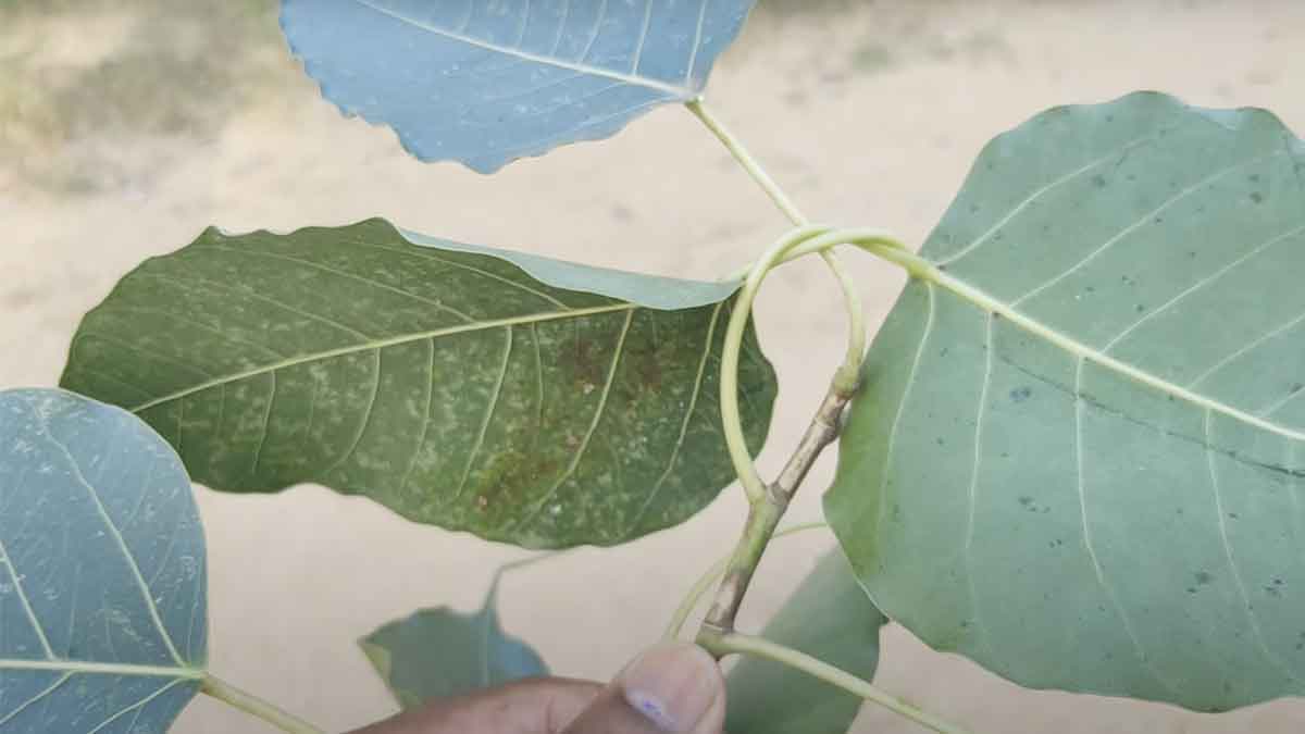 Ravi Chettu Komma : రావి చెట్టు కొమ్మ‌తో ఇలా చేస్తే.. మీ జీవిత‌మే ...