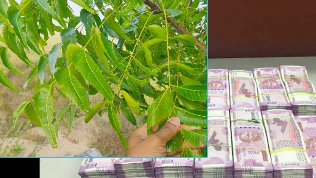 Vepa Chettu : వేప చెట్టు ద‌గ్గ‌ర ఇలా చేస్తే.. మీ జీవితం మొత్తం ...