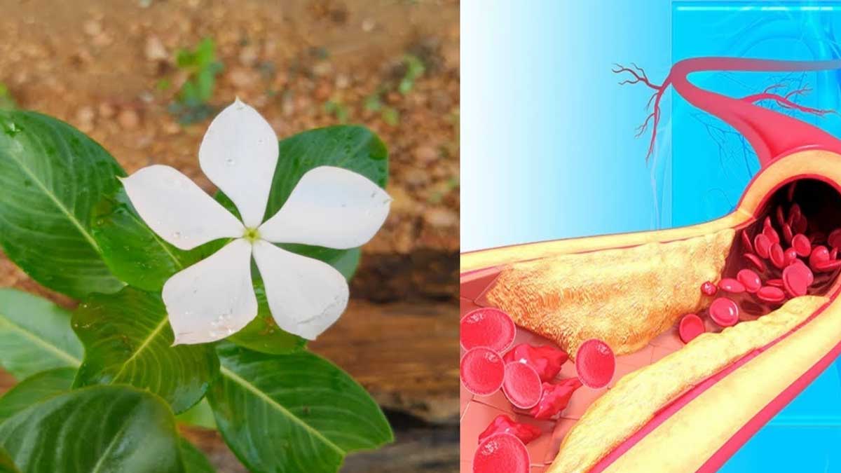 Billa Ganneru : ర‌క్త‌నాళాల్లో ఉండే కొవ్వును క‌రిగించే మొక్క ఇది.. బీపీ ...