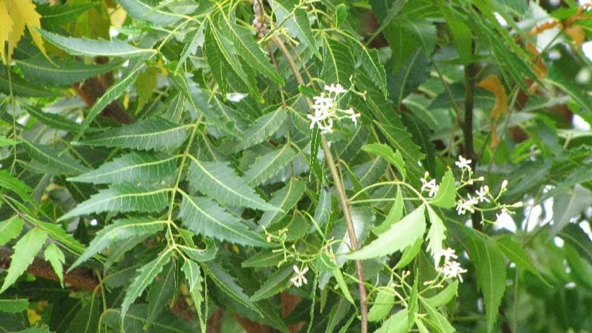 Neem Tree : వేప చెట్టు ఇంటి ఆవ‌ర‌ణ‌లో త‌ప్ప‌క ఉండాలి.. అలా ఉంటే ఏం జ ...