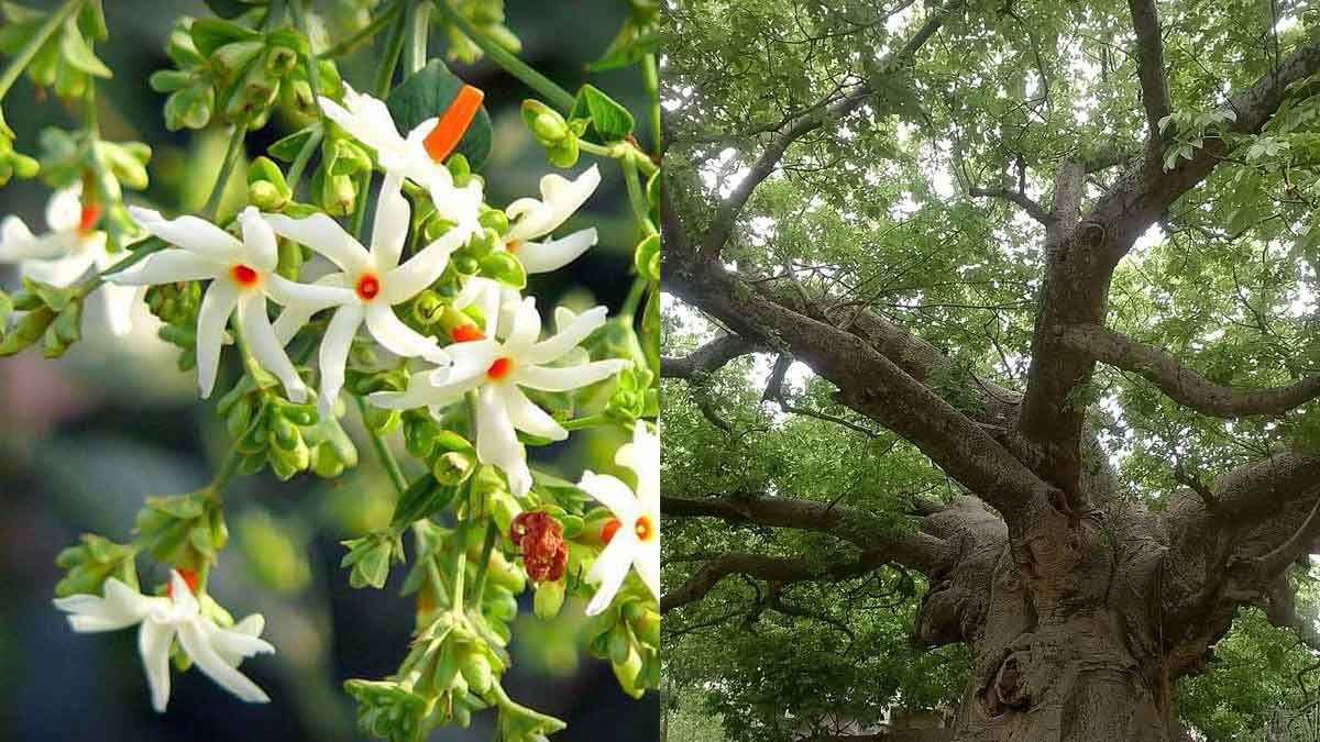 Parijatha Tree : పారిజాత చెట్టుతో క‌లిగే ఆరోగ్య‌క‌ర‌మైన ప్ర‌యోజ‌నాలు ...