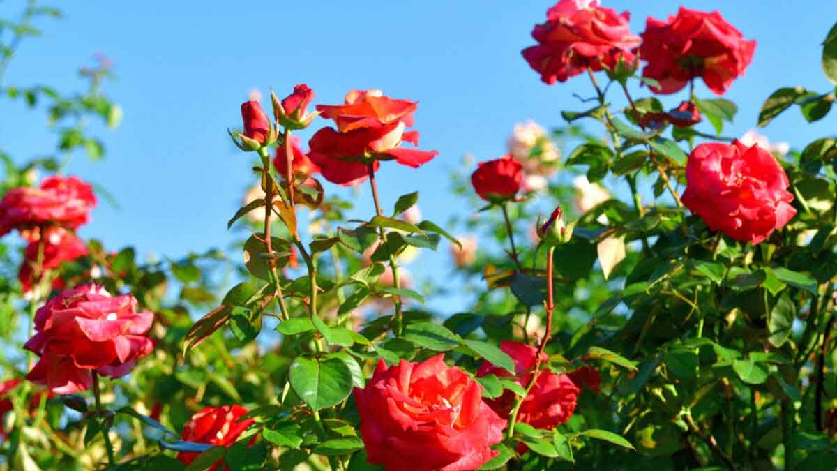 Rose Plant : గులాబీ మొక్క‌ల‌కు పువ్వులు బాగా పూయాలంటే.. ఇలా చేయాలి..!