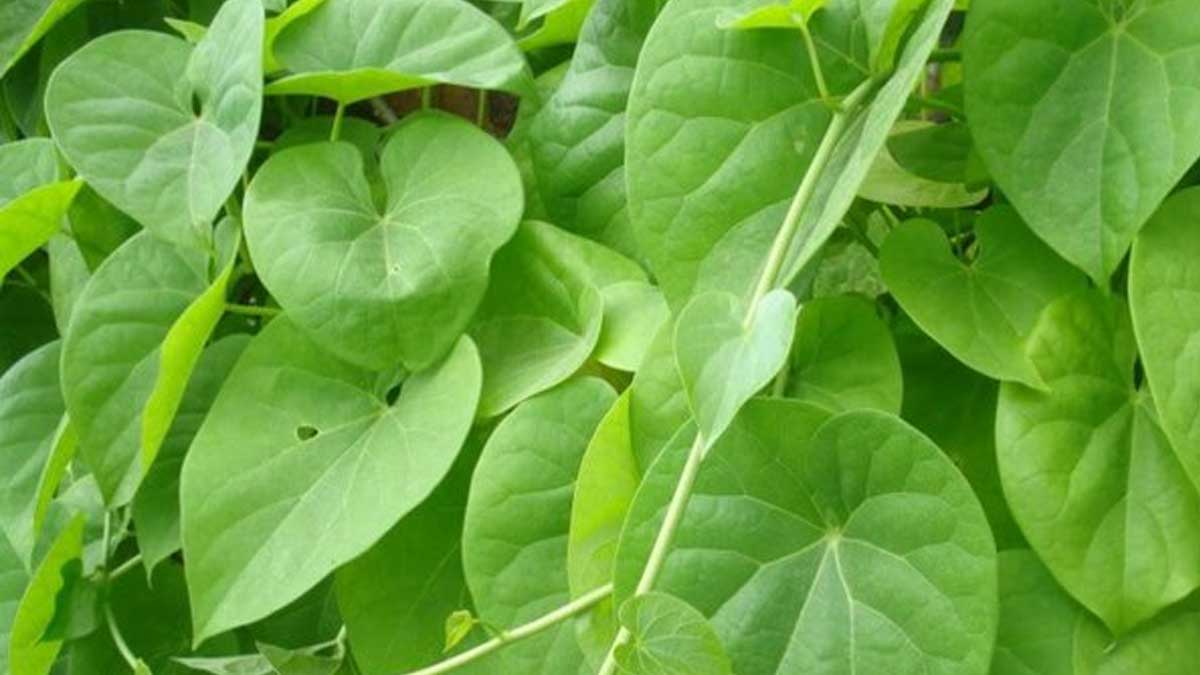 Thippatheega : రోజూ ఉద‌యం, సాయంత్రం తిప్ప తీగ ఆకులు రెండు తింటే.. ఏం ...