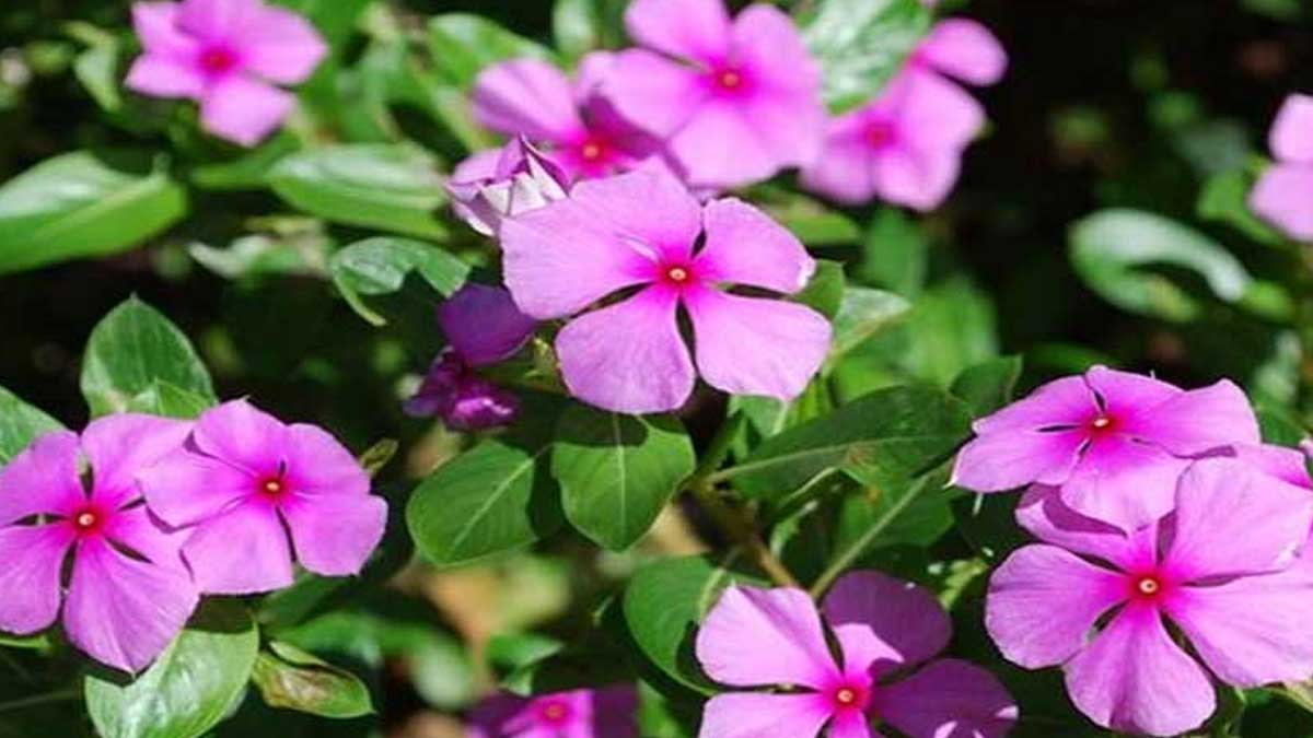 Billa Ganneru : మీ ఇంట్లో త‌ప్ప‌క పెంచుకోవాల్సిన మొక్క‌.. డాక్ట‌ర్ వ ...