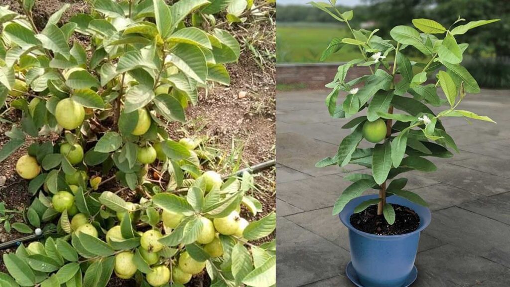 Guava Tree : మ‌న ఇంటి ఆవ‌ర‌ణ‌లో పెరిగే ఈ చెట్టు కాయ‌.. 10 మంది డాక్ట ...