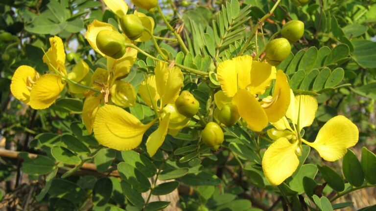 Tangedu Puvvu : ఈ ఒక్క పువ్వు.. ఒక్క డాక్ట‌ర్‌తో స‌మానం అని మీకు తెలుసా ...