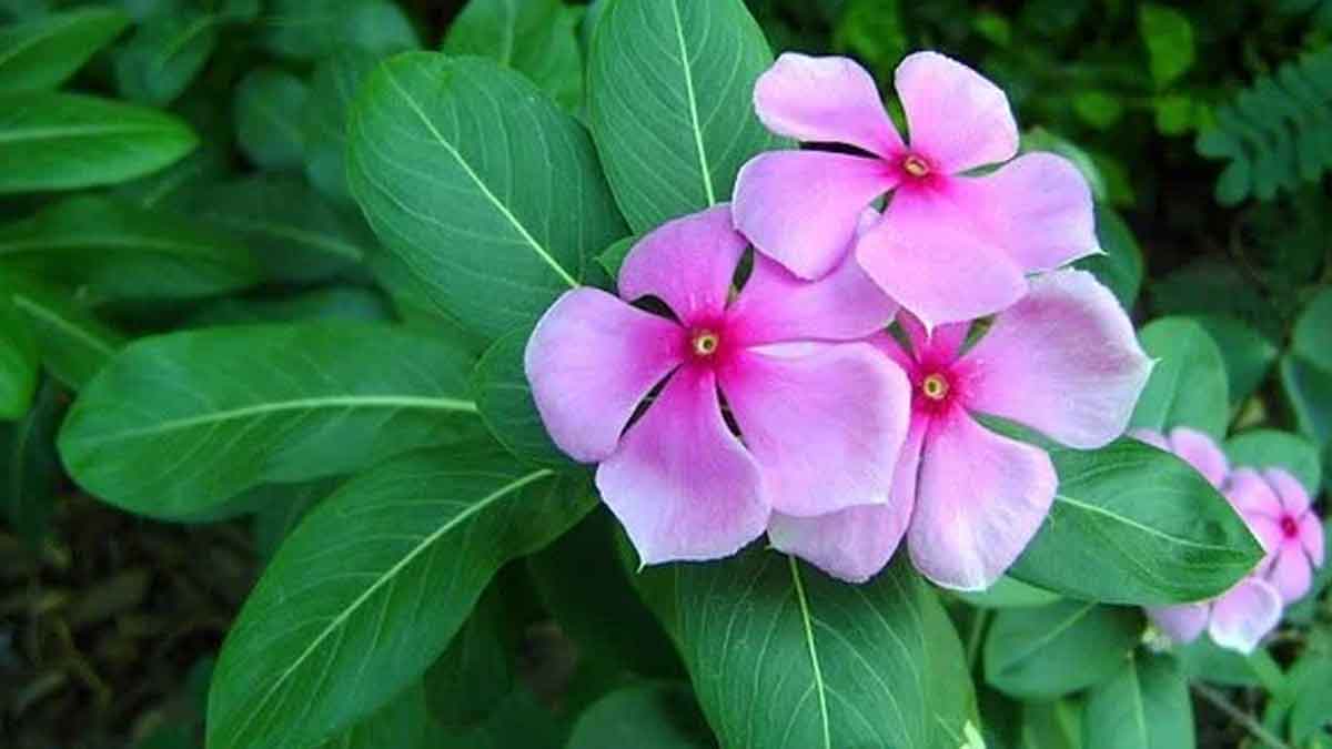 Billa Ganneru For Hair : ఈ ఒక్క ఆకు చాలు.. జుట్టు మ‌ళ్లీ న‌ల్ల‌గా ...