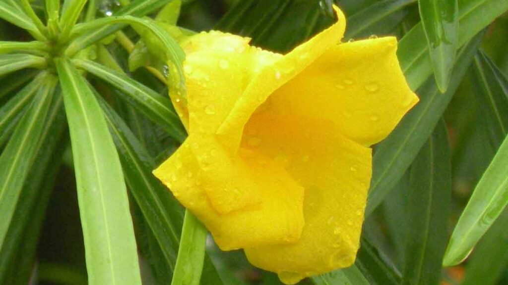 Ganneru Chettu : రోడ్డు ప‌క్క‌న క‌నిపించే మొక్క ఇది.. పిచ్చి మొక్క ...