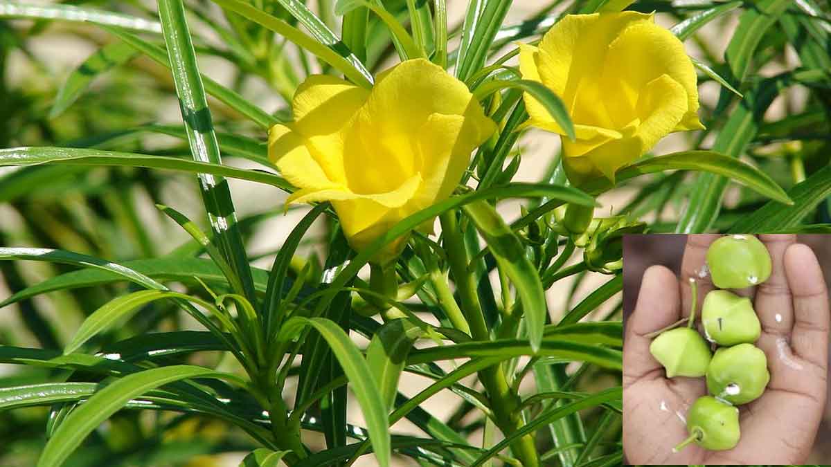 Ganneru Chettu : రోడ్డు ప‌క్క‌న క‌నిపించే మొక్క ఇది.. పిచ్చి మొక్క ...