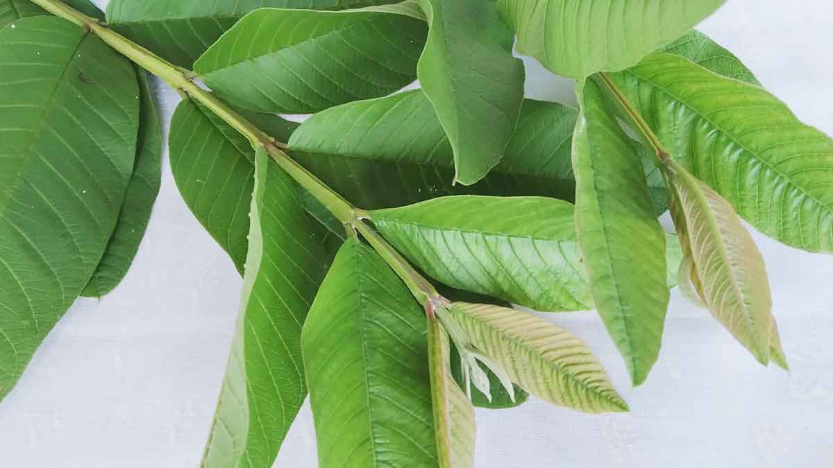 Guava Leaves Benefits : ఈ ఆకుల‌ను అస‌లు విడిచిపెట్ట‌కండి.. బ‌య‌ట ఎక్క‌డ ...