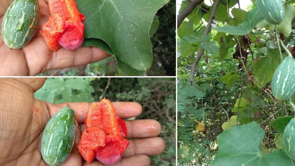 Kaki Donda Chettu : ఈ మొక్క ఎక్క‌డ క‌నిపించినా స‌రే విడిచిపెట్ట‌కుండా ...