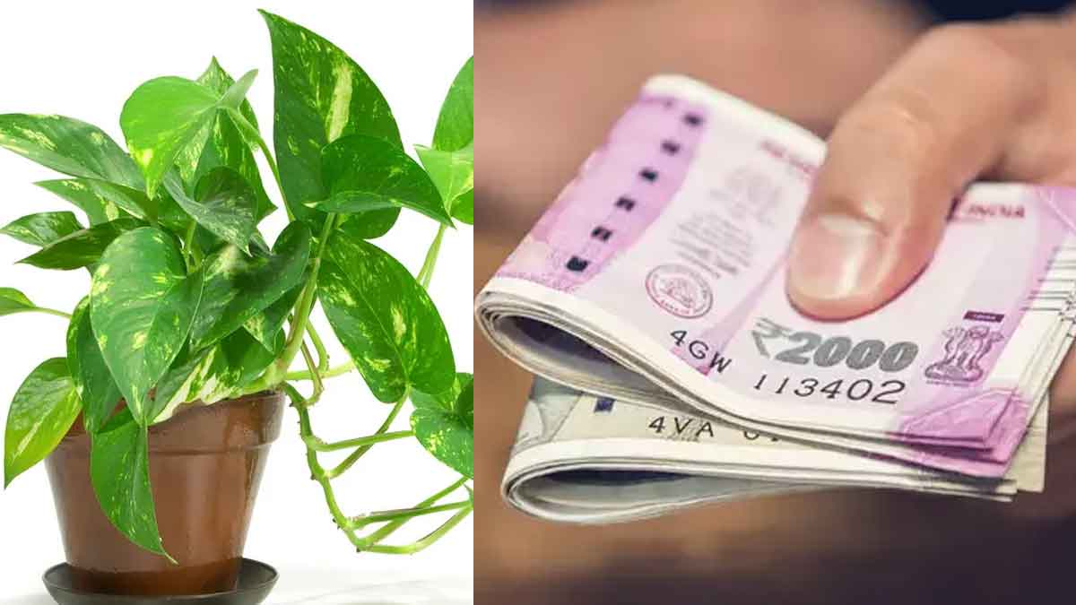 Money Plant Tips : మ‌నీ ప్లాంట్ ఉన్న‌ప్ప‌టికీ డ‌బ్బుకు స‌మ‌స్య‌గా ఉందా ...