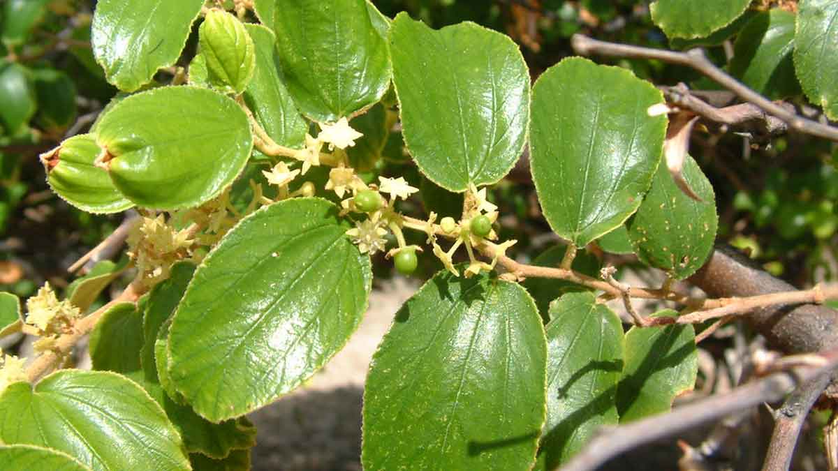 Regi Akulu : రోజూ ఉద‌యం ప‌ర‌గ‌డుపున ఈ ఆకుల‌ను తింటే.. ఎన్నో లాభాలు.. అస ...