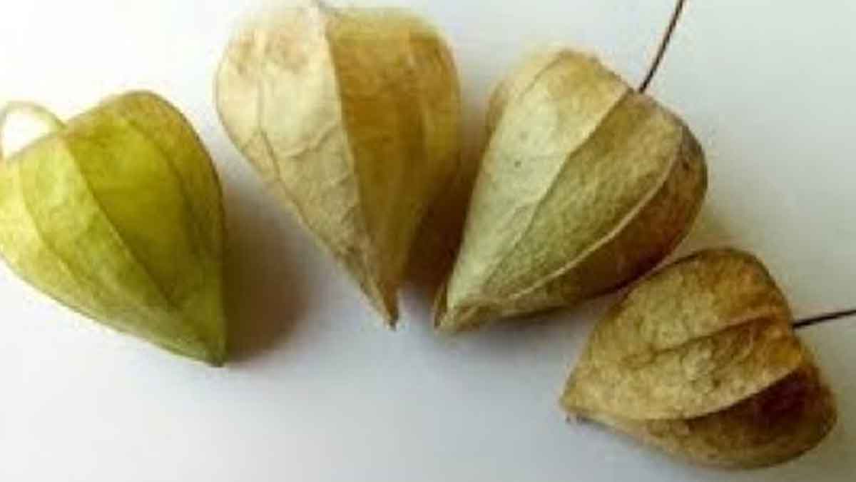 Budimi Pandlu : రోడ్డు ప‌క్క‌న క‌నిపించే ఈ కాయ‌ల‌ను అస‌లు విడిచిపెట్ట ...