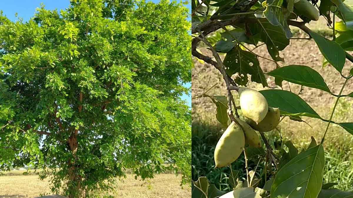 Kanuga Tree : ఈ చెట్టును ప్ర‌తి ఒక్క‌రూ ఇళ్ల‌లో పెంచుకోవాలి.. ఎందుకో ...