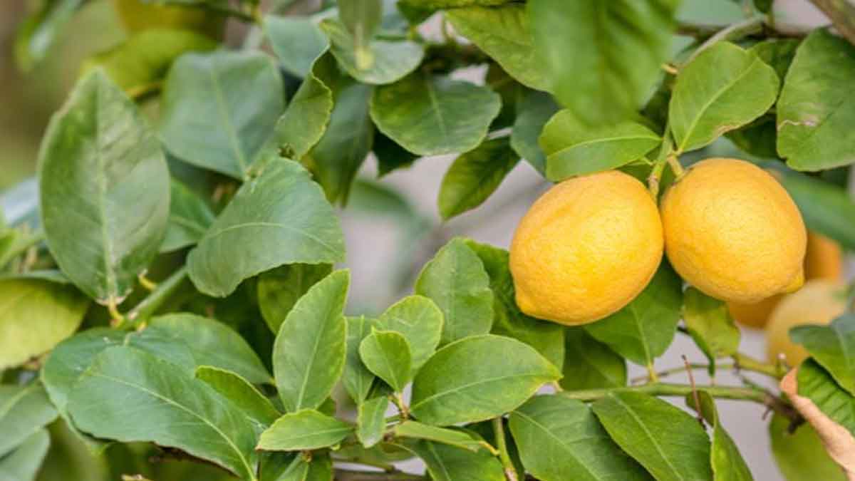 Lemon Leaves : నిమ్మ ఆకుల‌తో ఎన్ని లాభాలు క‌లుగుతాయో తెలిస్తే.. వెంట‌నే ...