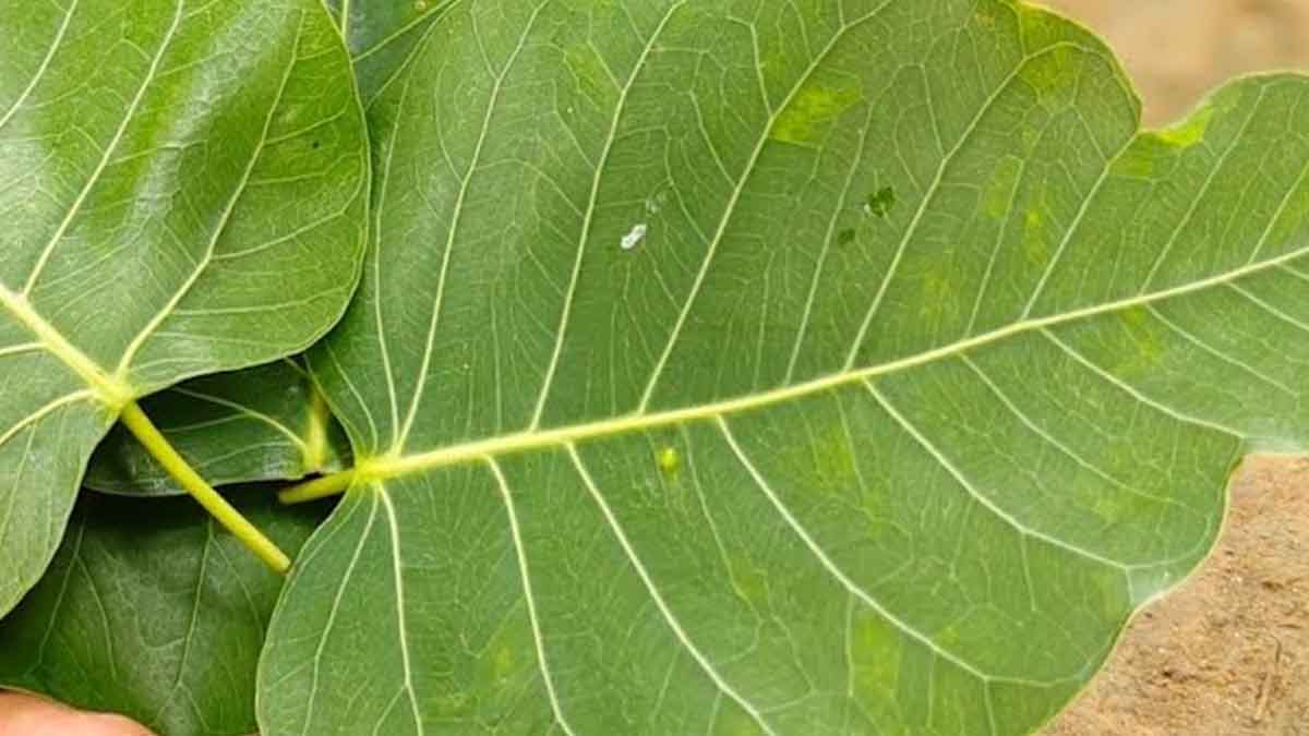 Ravi Akulu : మ‌న చుట్టూ ప‌రిస‌రాల్లో పెరిగే చెట్టు ఇది.. దీని ఆకుల‌ను ...