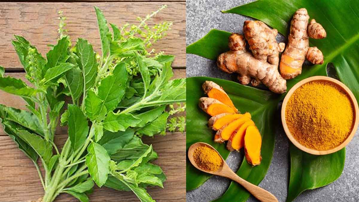 Tulsi And Turmeric : ప‌సుపు, తుల‌సితో ఇలా చేస్తే.. అంతులేని ఇమ్యూనిటీ.. ఏ రోగ‌మూ రాదు ...