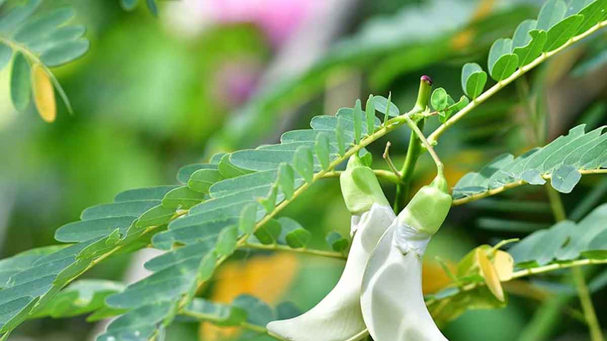 Avisa : ఈ మొక్క మ‌న ప‌రిస‌రాల్లోనే పెరుగుతుంది.. ఎక్క‌డ క‌నిపించినా ...