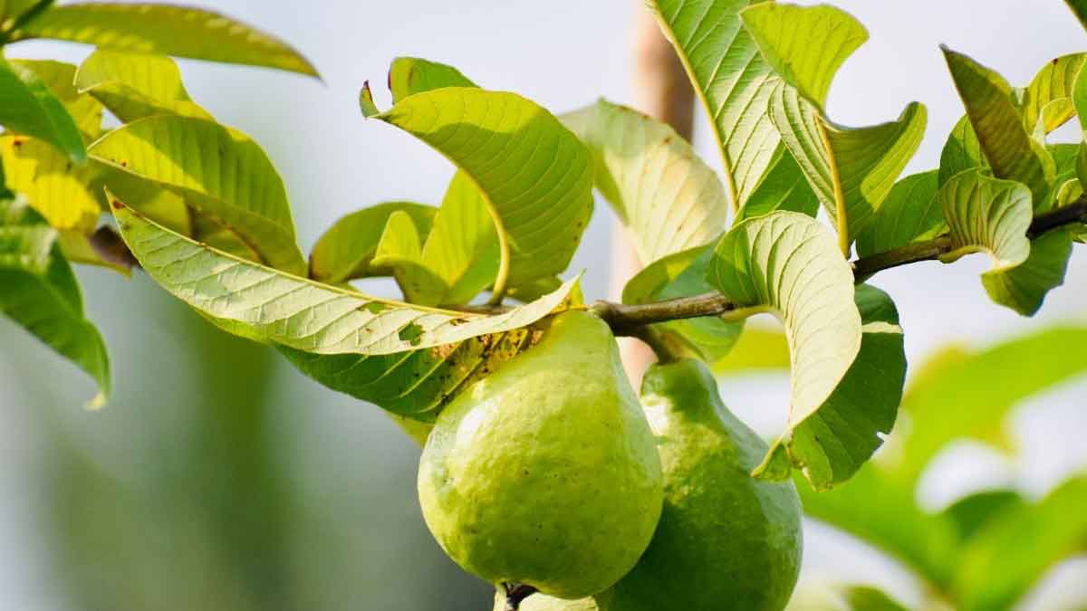 Guava Leaves : జామ ఆకుల‌తో ఇలా చేయండి.. కొలెస్ట్రాల్ మొత్తం క ...