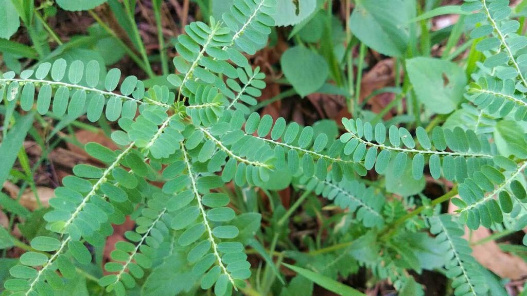 Nela Usiri Plant : ఈ మొక్క‌తో ఎన్ని ప్ర‌యోజ‌నాలు క‌లుగుతాయో తెలుసా ...