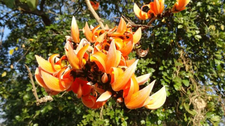 Moduga Chettu : ఈ చెట్టులో ఉన్న ఆరోగ్య ర‌హ‌స్యాల గురించి తెలిస్తే ఆశ్చ ...