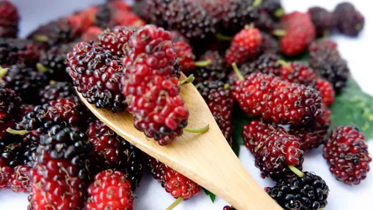 Mulberry : ఈ సీజ‌న్‌లో ల‌భించే ఈ పండ్ల‌ను త‌ప్ప‌క తినండి.. లాభాలు ...