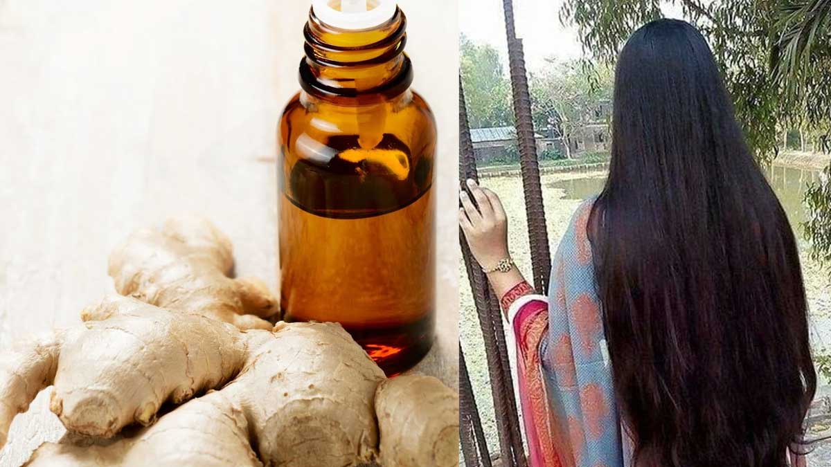 Ginger Oil For Hair : దీన్ని రాస్తే చాలు.. జుట్టు ఆగకుండా పెరుగుతూనే ఉంటుంది.. ఎలా ఉప ...