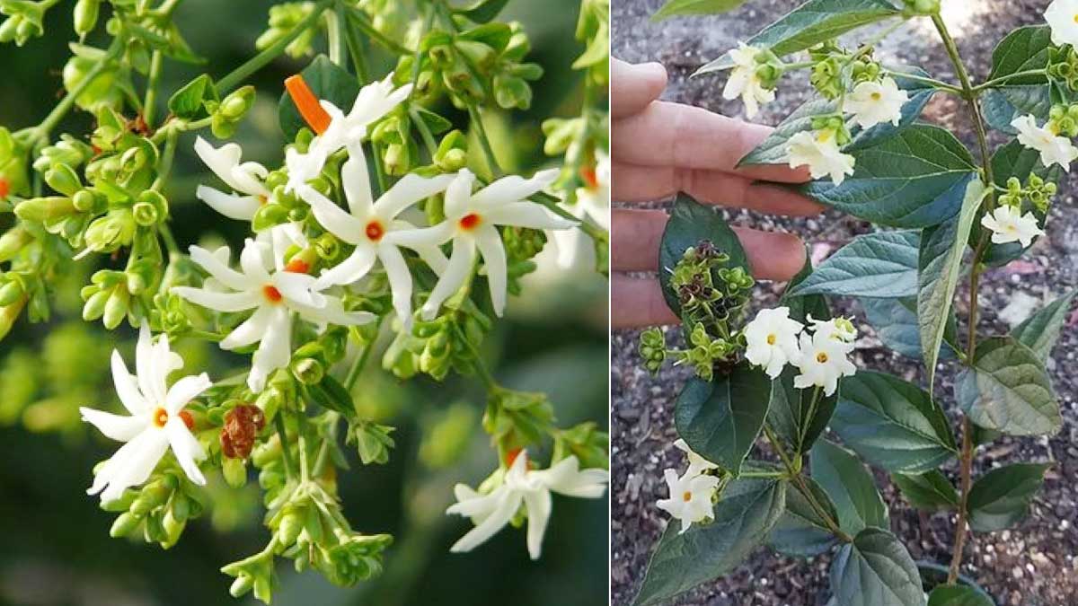 Parijatham Tree : ఈ చెట్టు నిజంగా క‌లియుగ క‌ల్ప వృక్ష‌మే.. క్యాన్స‌ర్ ...