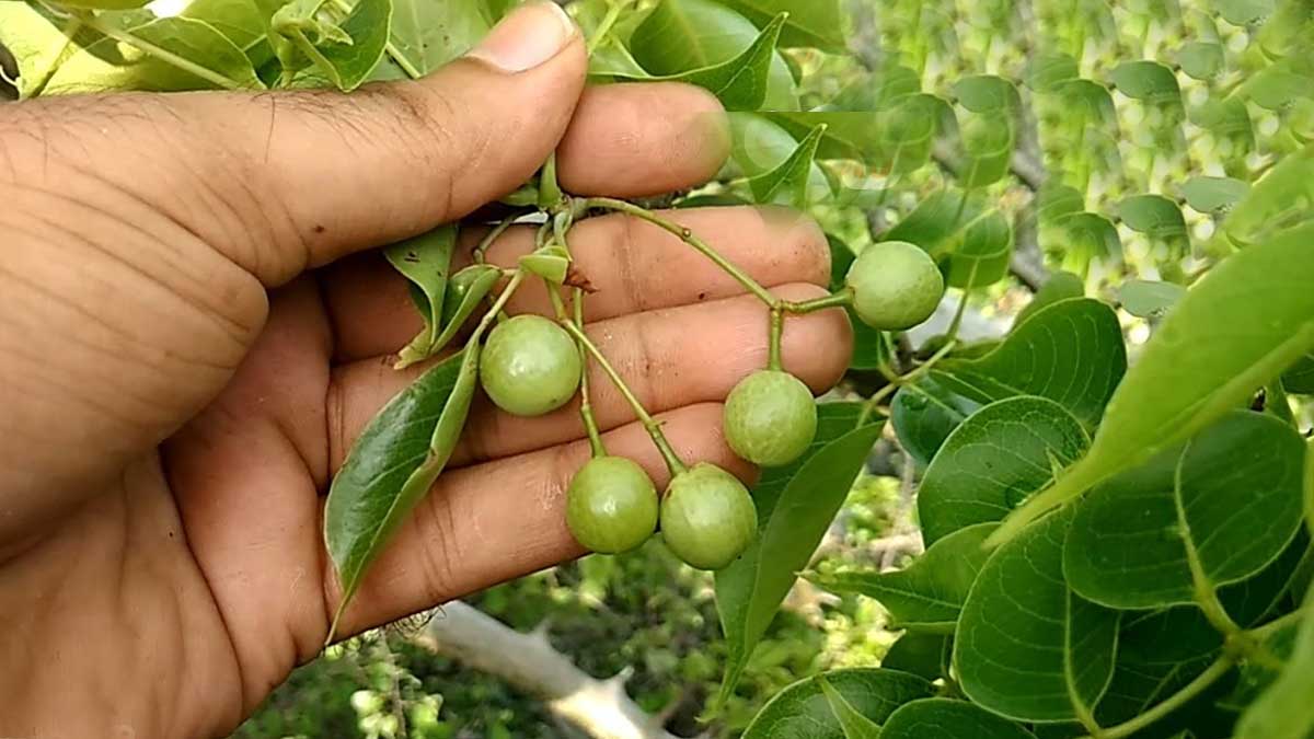 Yian Garuga By Jawazcript On Deviantart