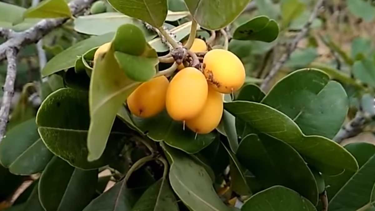 Pala Pandlu : రోడ్డు ప‌క్క‌న‌.. అడ‌వుల్లో ల‌భించే పండ్లు ఇవి.. క ...