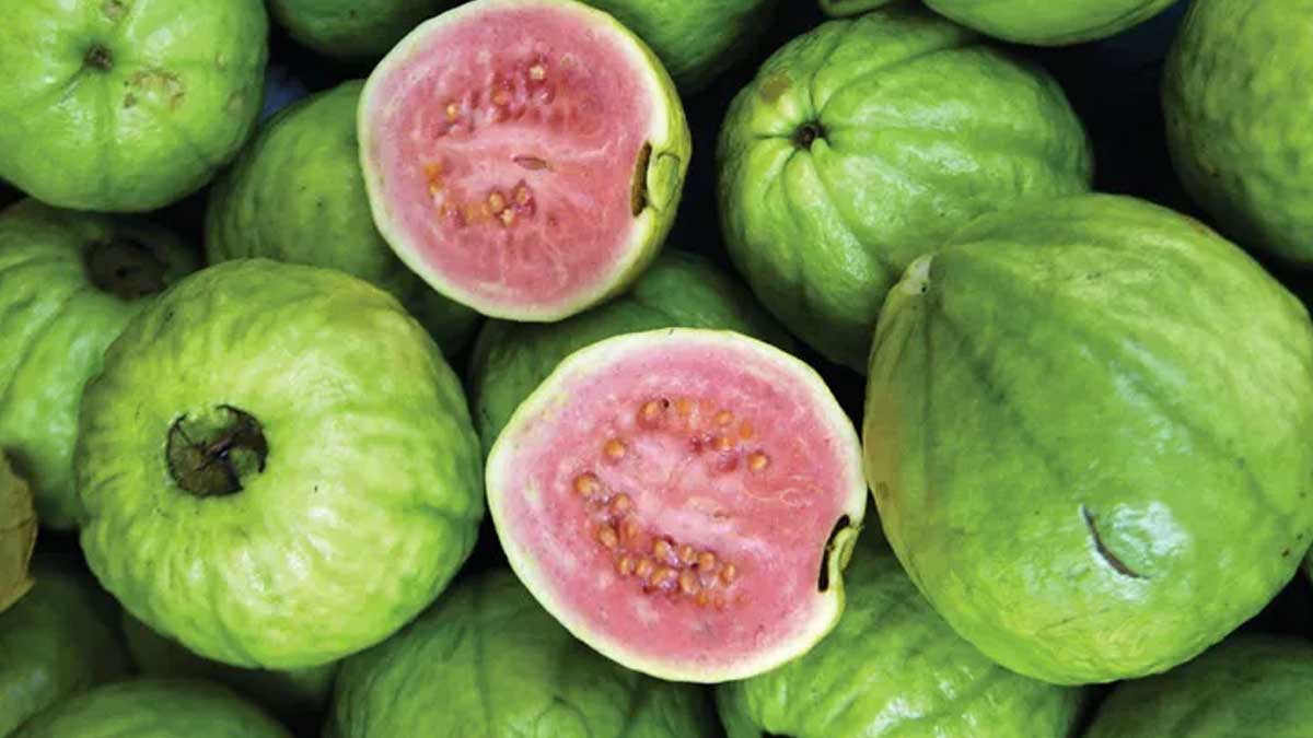 Guava : జామ పండ్ల‌ను తింటే క‌లిగే అతి పెద్ద లాభాలివే.. ఇవి మీకు తెలుసా ...