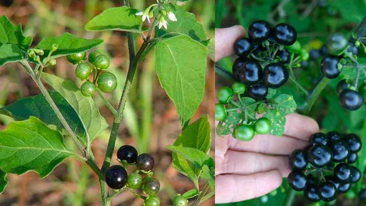 Kamanchi Kayalu : రోడ్డు ప‌క్క‌న మ‌న‌కు క‌నిపించే ఈ మొక్క కాయ‌ల‌ను ...