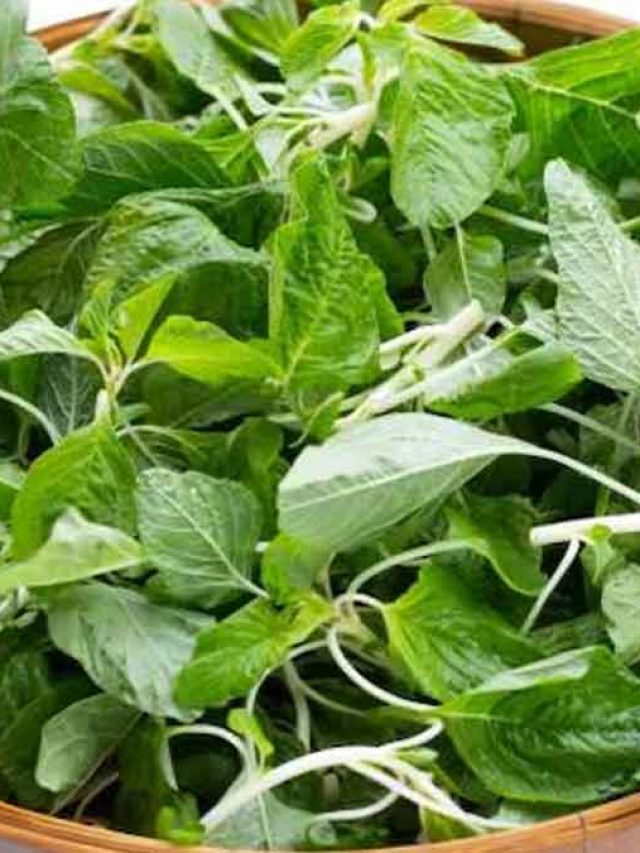 తోట‌కూర పోష‌కాల‌కు గ‌ని.. ఆరోగ్యానికి ఖ‌జానా..! | Ayurvedam365